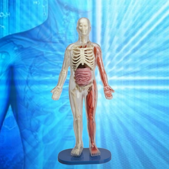 Smart Lab | Toys | 225squishy Human Body Anatomy Kit | Poshmark